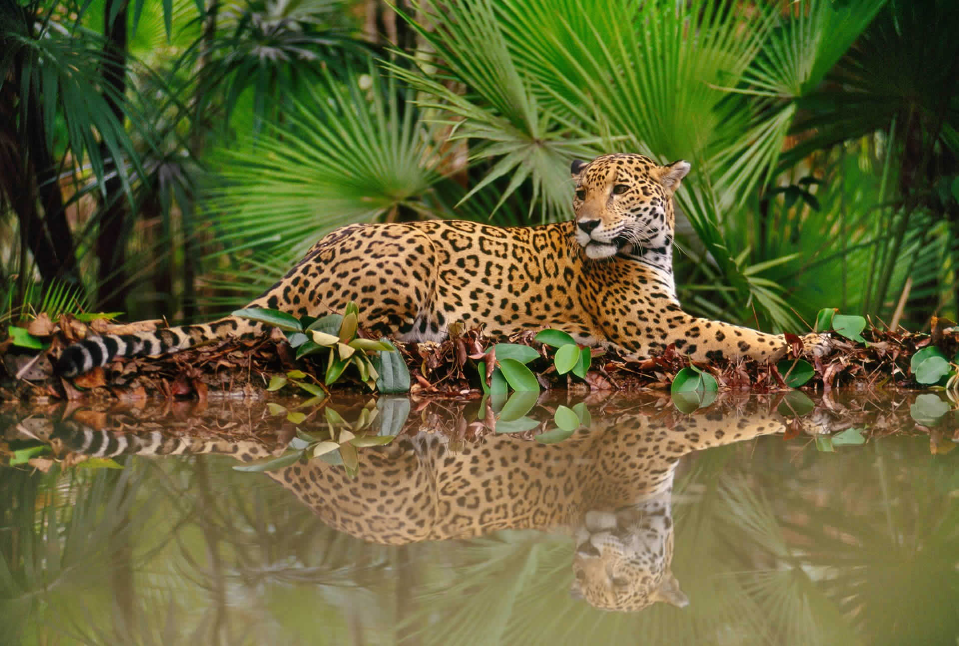 Amazon Jaguar Amazon Jaguar